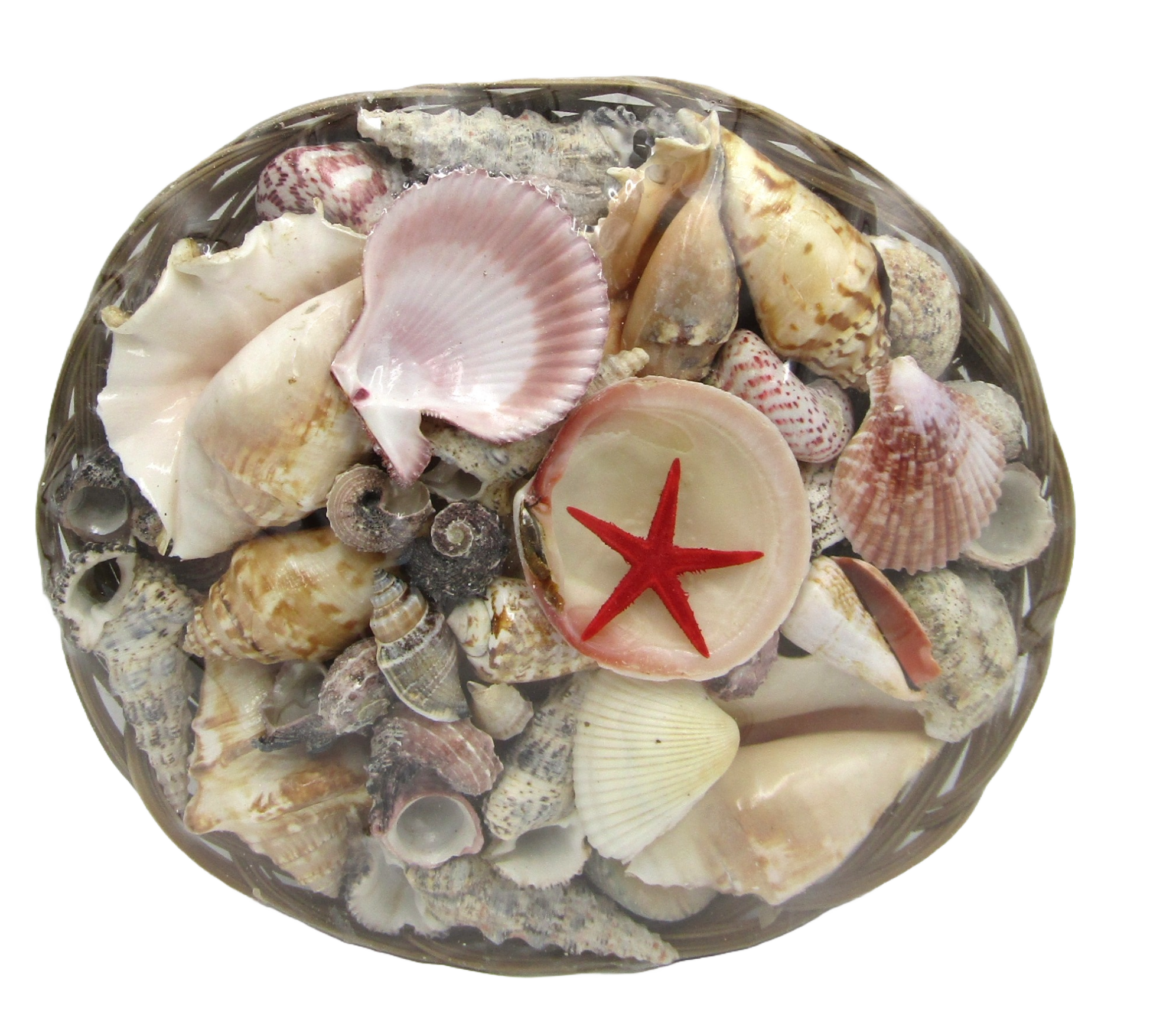 SS0001 12" SHELL BASKET WITH ASSORTED SHELLS – Beach Hut B2B